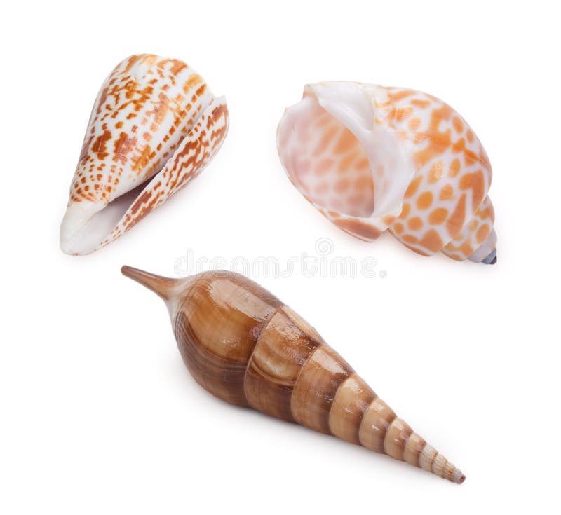 Set of Sea Shells Isolated on a White Background Stock Photo - Image of ...