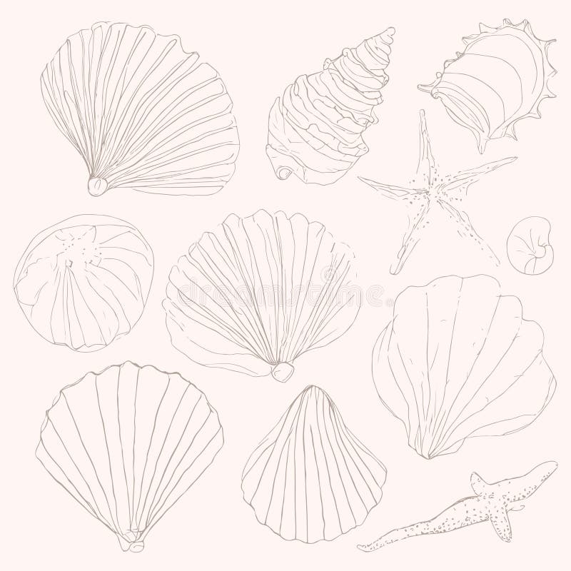Set of Sea Shells Rough Sketch Summer Time Illustration Stock Vector ...