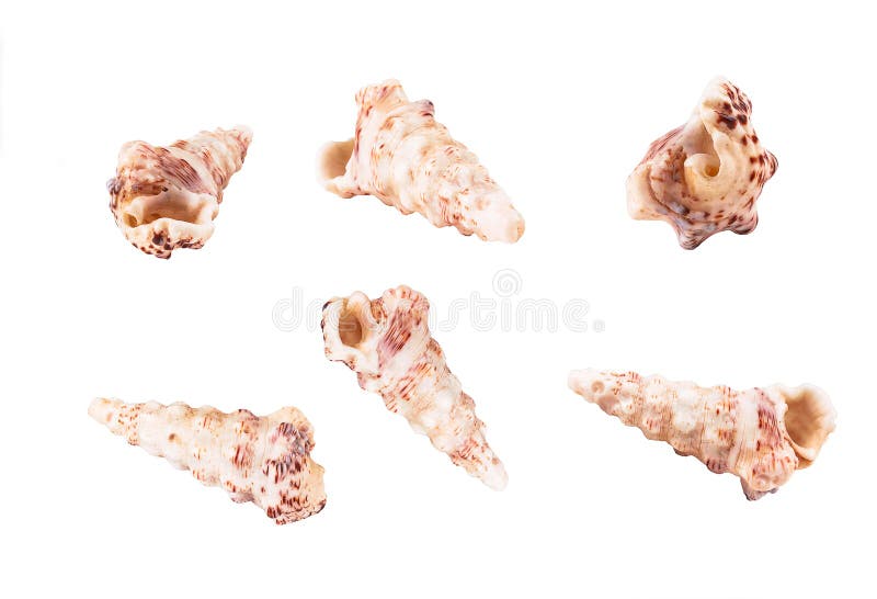 Set of Sea Snails from Different Angles. Stock Photo - Image of ...