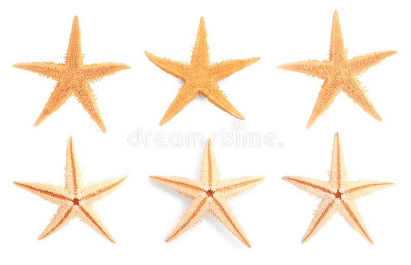 Set with Sea Stars Isolated on White Stock Image - Image of reef ...