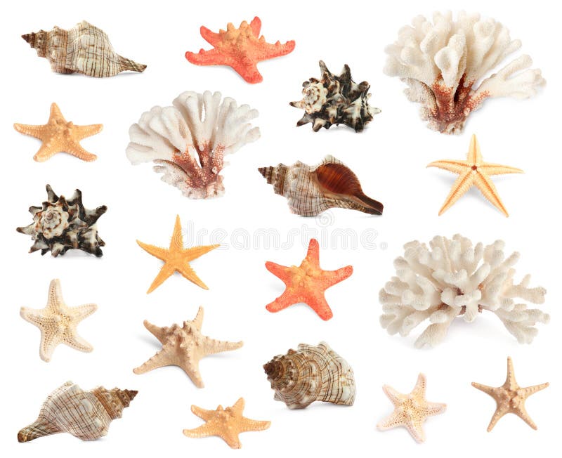 Set with Sea Stars, Shells and Corals Isolated on White Stock Image ...