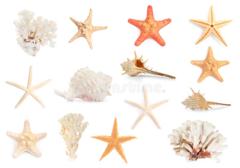 Set with Sea Stars, Shells and Corals Isolated on White Stock Photo ...