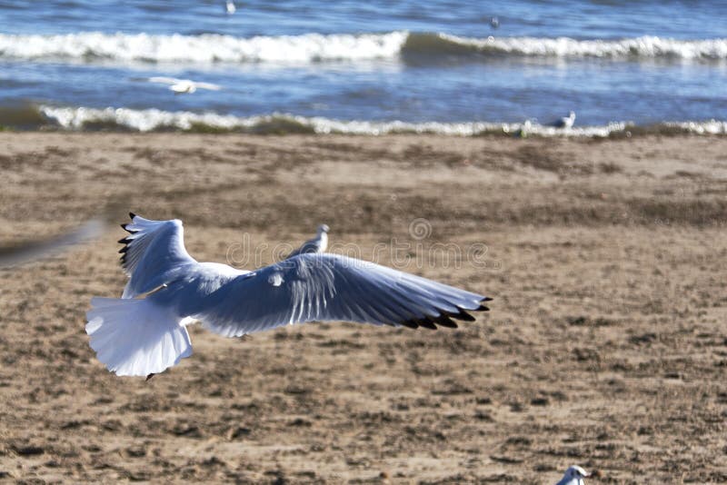 Set of Seagulls Flying on the Beach Stock Photo - Image of large ...