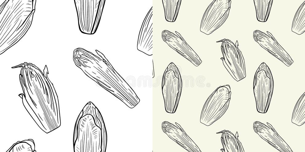 Set of Seamless Patterns of Chicory, Half Chicory Isolated, Line Art ...