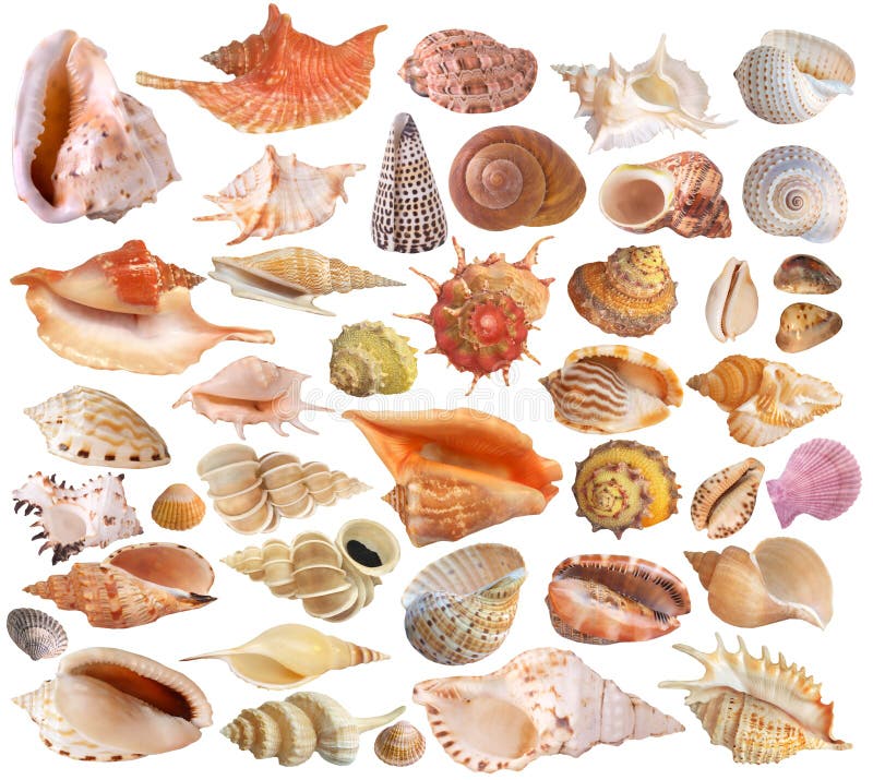 Shells collection stock photo. Image of ocean, vacation - 16666404
