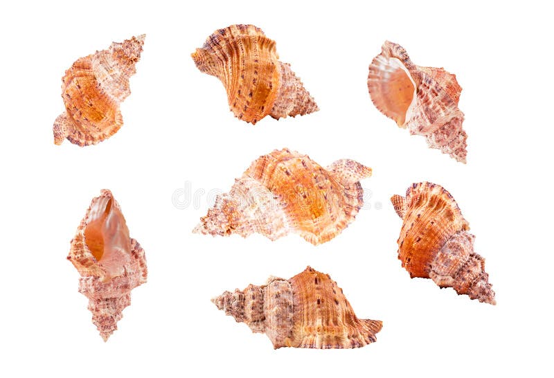 Seashell Different Angles Stock Photos - Free & Royalty-Free Stock ...