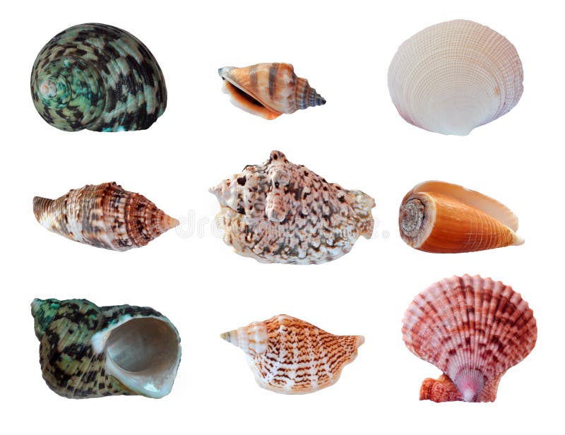 Set of seashell collection stock photo. Image of marine - 9299330