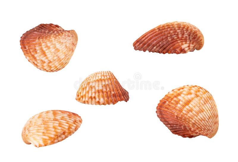 Seashell Different Angles Stock Photos - Free & Royalty-Free Stock ...