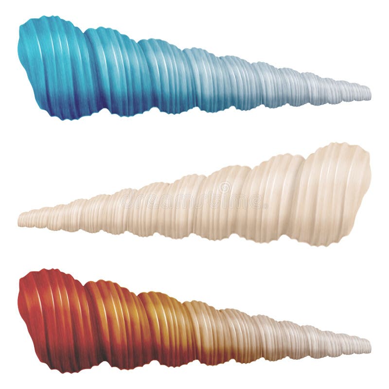 Trumpet Shell Stock Illustrations – 166 Trumpet Shell Stock ...