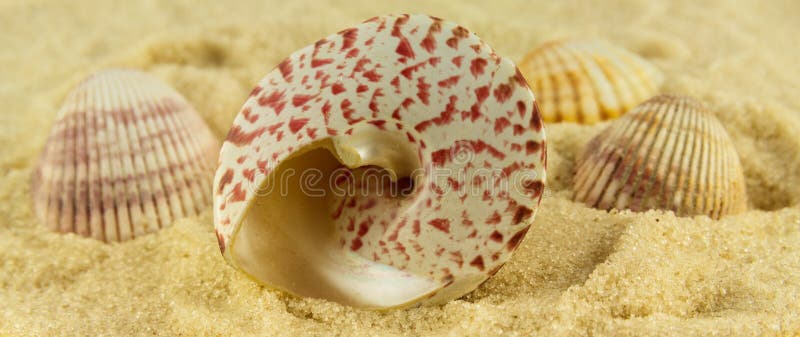 Set of seashells stock image. Image of life, exotic, icon - 49446745