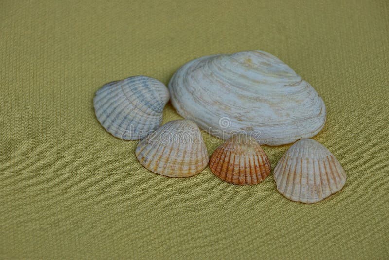 Set of Seashells on the Yellow Light Brown Background Stock Image ...