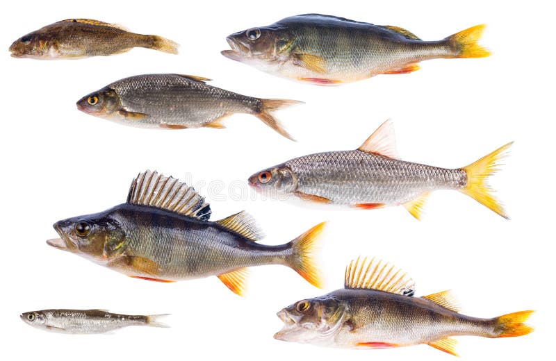 Set of Seven Freshwater Fishes Isolated on White Stock Image - Image of ...