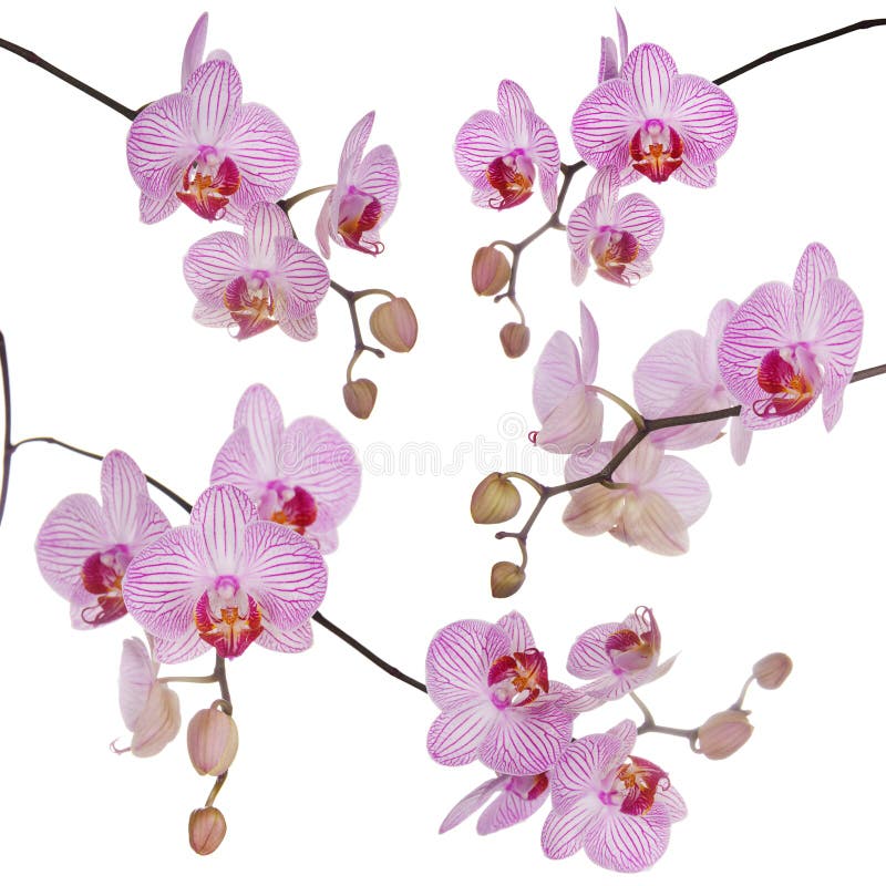 Set of Several Branches of Bright Orchid Isolated on White Stock Image ...