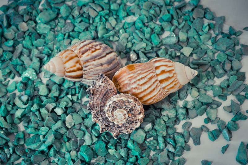 A Set of Several Different Shells on a Green Stones Stock Image - Image ...