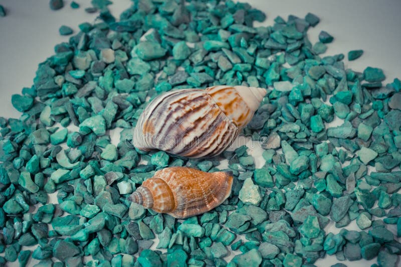 A Set of Several Different Shells on a Green Stones Stock Photo - Image ...
