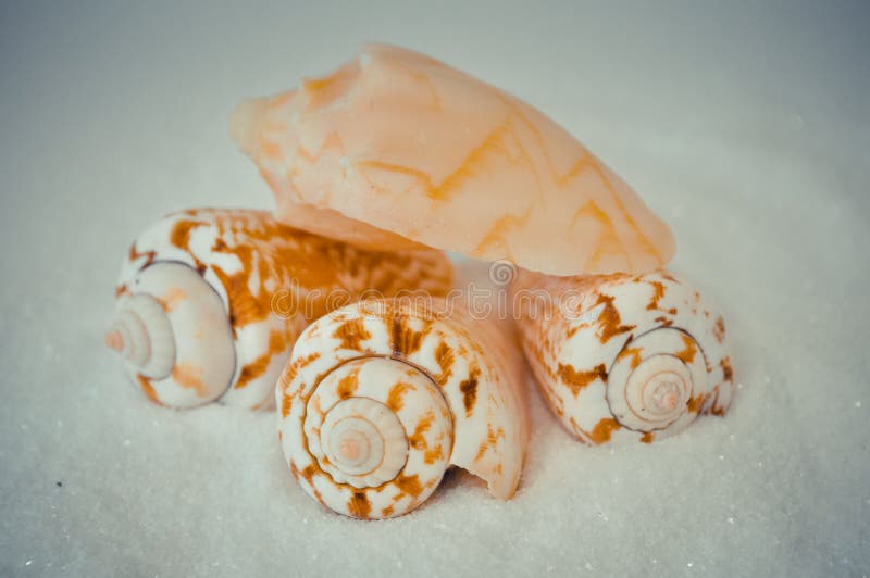 A Set of Several Different Shells on a White Sand Stock Image - Image ...