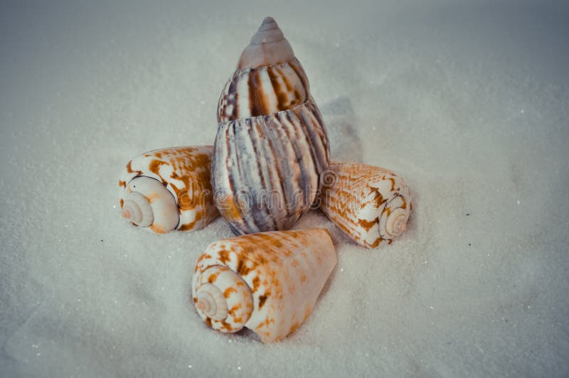 A Set of Several Different Shells on a White Sand Stock Image - Image ...