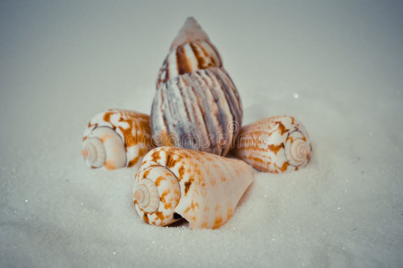 A Set of Several Different Shells on a White Sand Stock Image - Image ...
