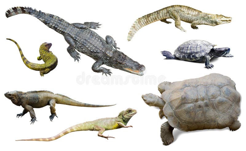 Set of several reptilian, Set of several reptilian. Isolated on