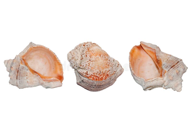 Set of Several Shells in Different Angles. Stock Photo - Image of food ...