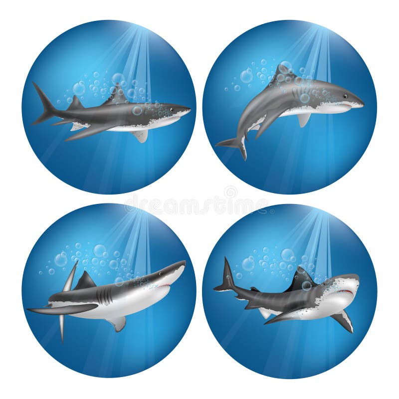 Set of Sharks. Vector Illustration Decorative Design Stock Vector ...