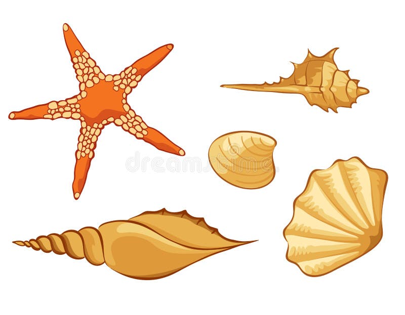 Set of shell stock vector. Illustration of conch, marine - 24020466