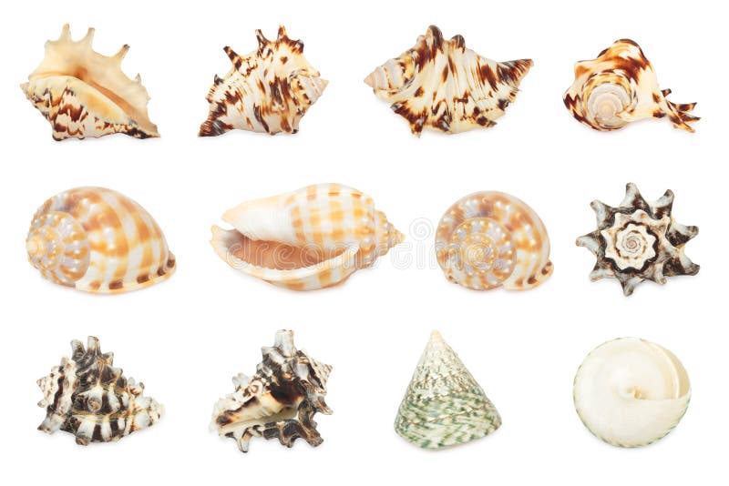 Set of shell. stock image. Image of conch, resort, collection - 39472247