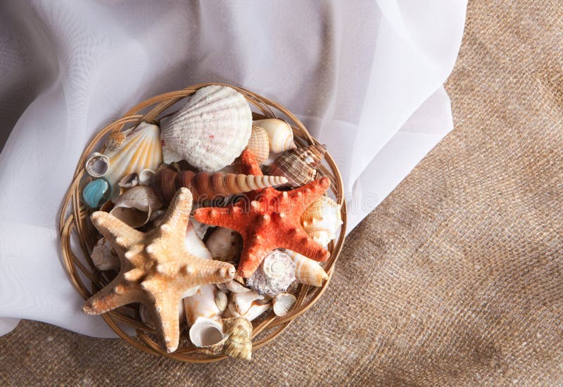 Set Shells in a Basket on a Silk Stock Image - Image of brown, seashell ...