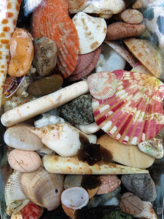 Shells, stones, sand stock photo. Image of running, weather - 93298846