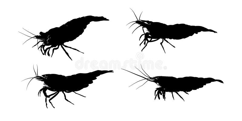 Set of Shrimp Silhouette, Side View Stock Vector - Illustration of ...