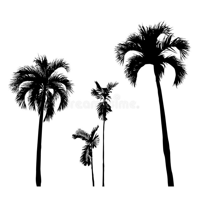 Set of Silhouette Realistic Palm Tree, Nature Illustration Stock Vector ...