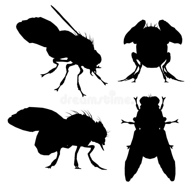 Set with Silhouettes of Flies in Different Positions Isolated on White ...