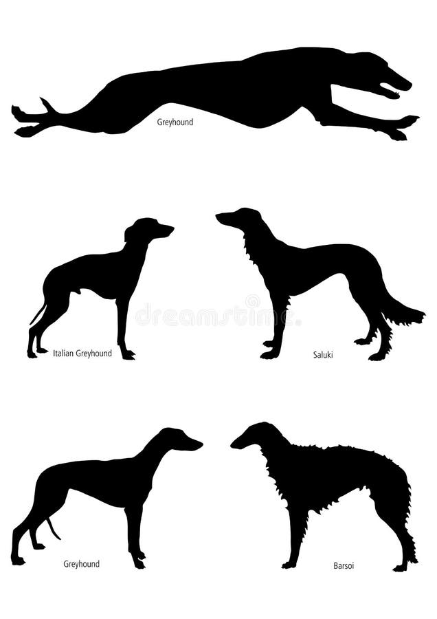 Set of Silhouettes of Greyhound Dogs Stock Vector - Illustration of ...