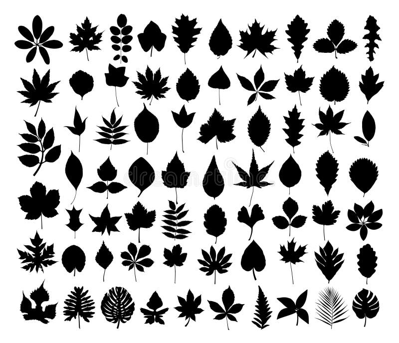 A Set of Silhouettes Leaves of Trees. Stock Vector - Illustration of ...