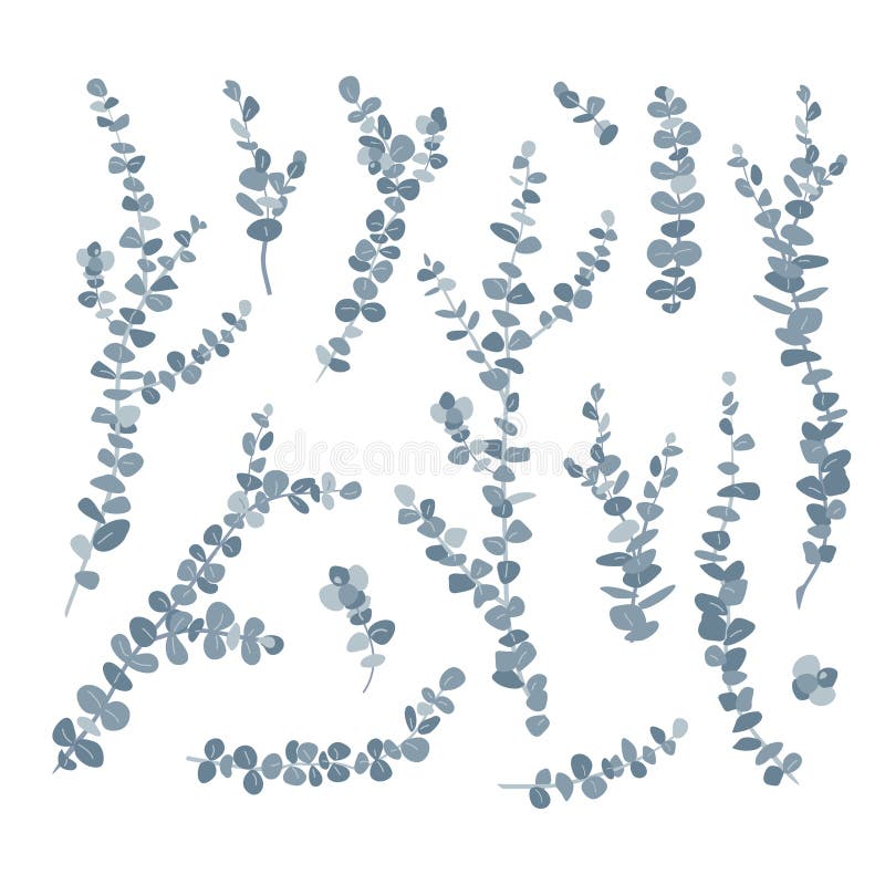 Set of Silver Dollar or Baby Blue Pulverulenta Eucalyptus Branches. Gum ...