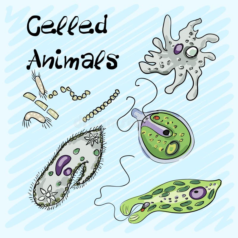 Set of Single-celled Animals Hand-drawn on a Blue Background. Vector ...