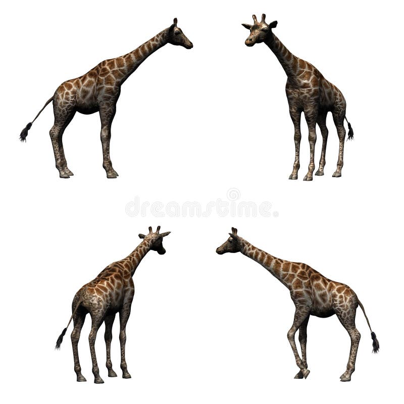 Set of Giraffe in Different Movements on White Background Stock ...