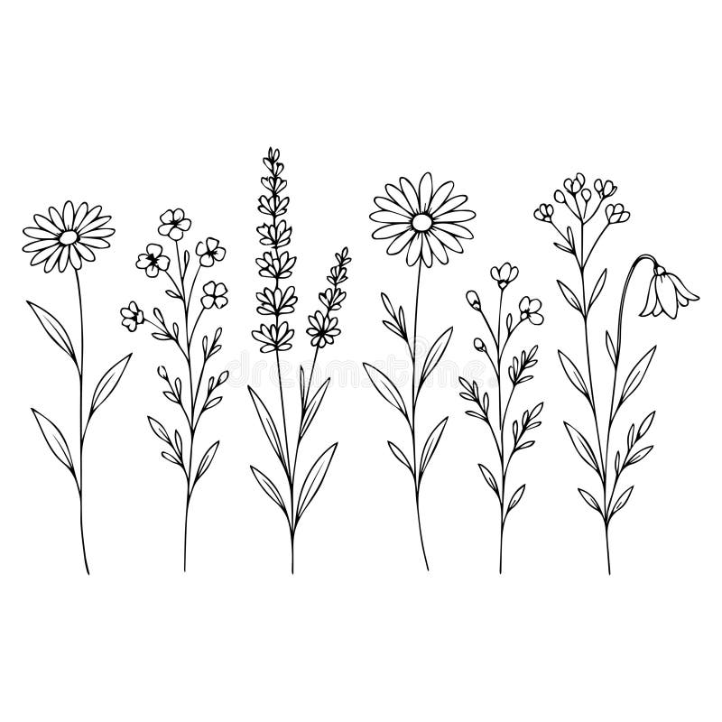 Assorted Botanical Line Art Collection Delicate Floral Outlines for ...