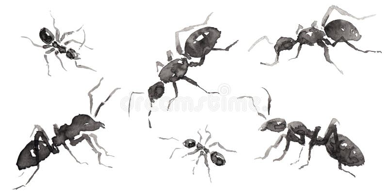 Set 10 with Six Differents Forms Ant Isolated on White. Hand Drawn ...