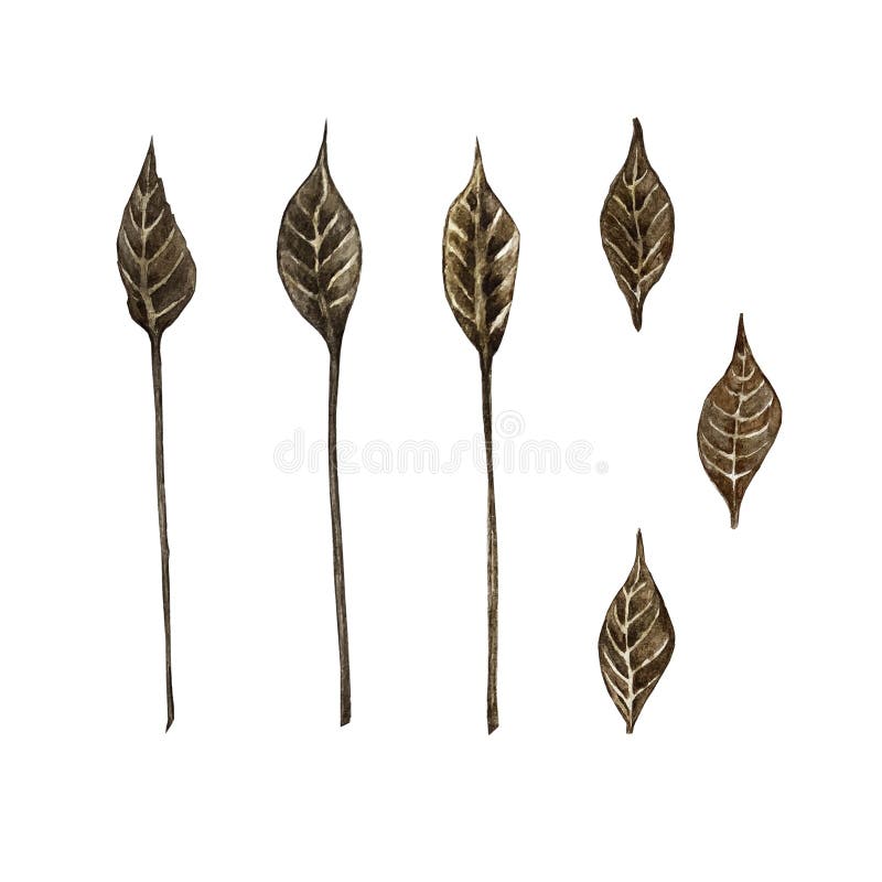 Set of Six Dry Leaves. Watercolor Illustration Stock Illustration ...