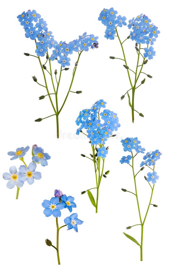 Set of Six Light Blue Forget-me-not Branches Stock Photo - Image of ...
