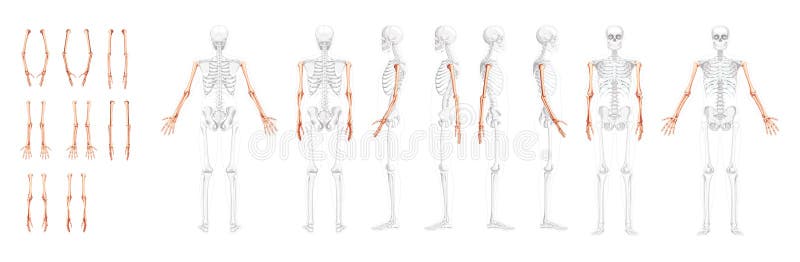 Set of Skeleton Arms Human Front Back Side View with Partly Transparent ...