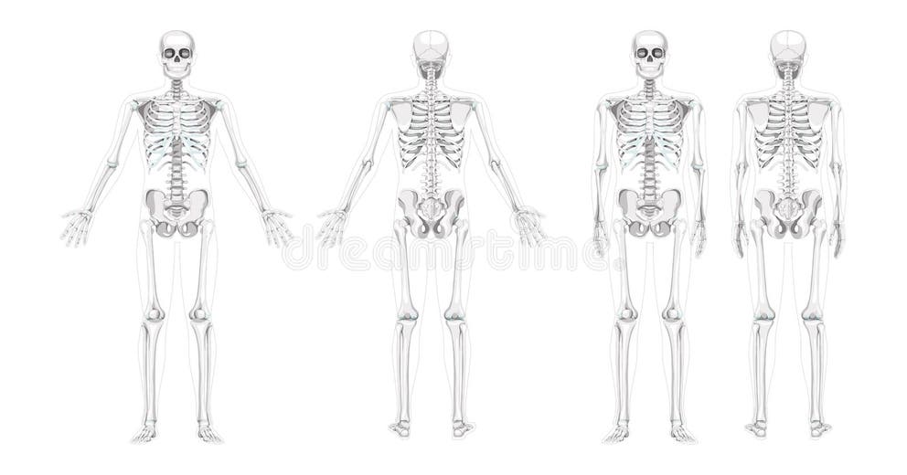 Set of Skeleton Humans Realistic Diagram Front Back View Different ...