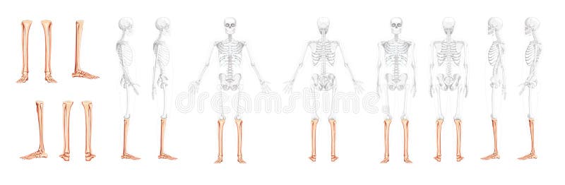 Set of Skeleton Leg Tibia, Foot, Ankle Human Front Back Side View with ...