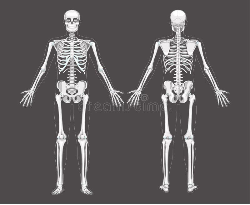 Set of Skeleton System Humans Realistic Diagram Front Back Anterior ...