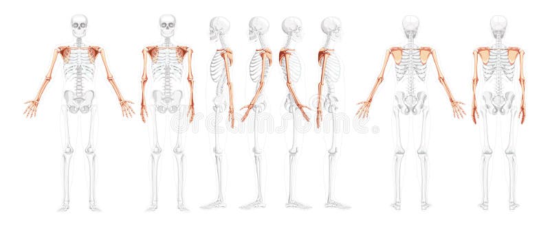 Set of Skeleton Upper Limb Arms with Shoulder Human Front Back Side ...