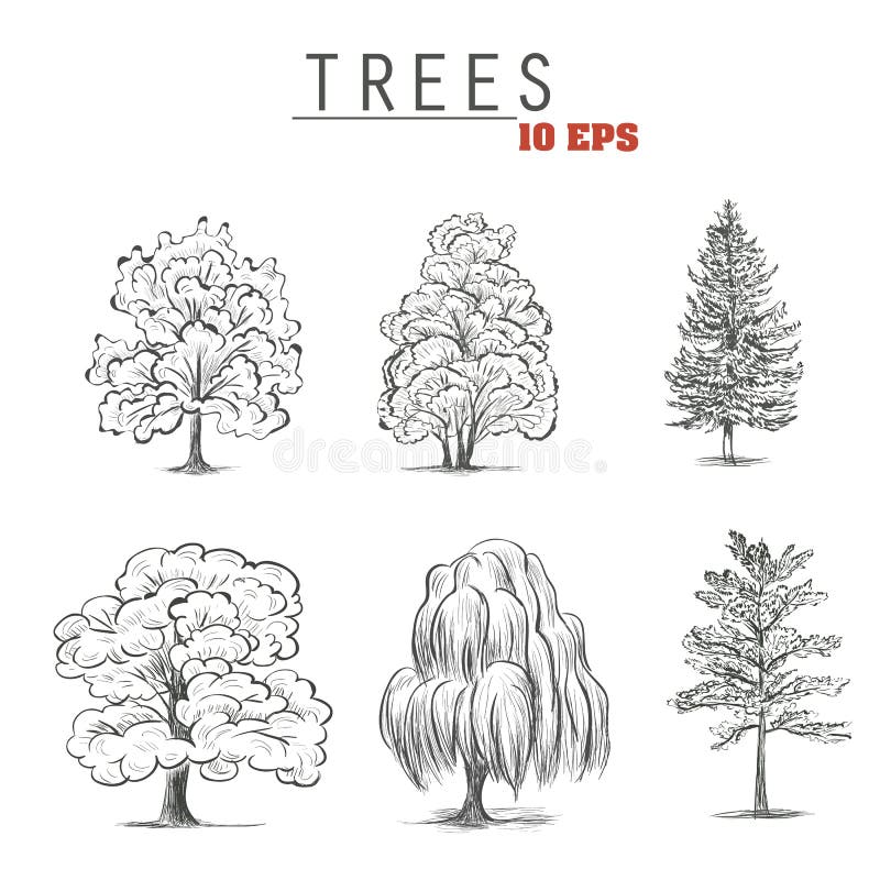Set Sketch Trees. Collection Trees Stock Vector - Illustration of eps10 ...