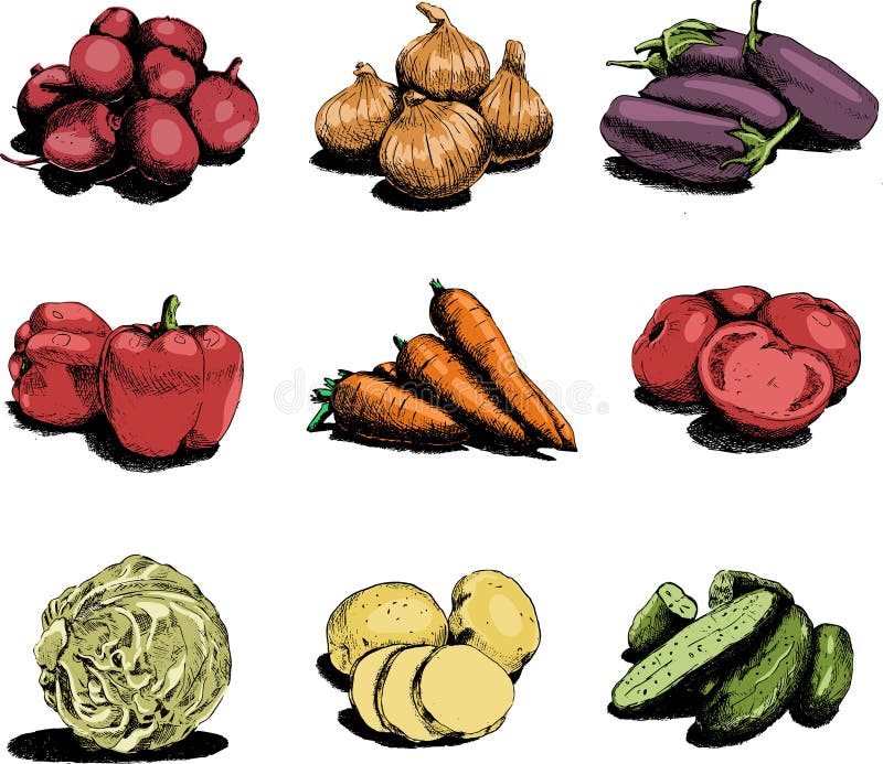 A Set of Sketches of Vegetables in Color Stock Vector - Illustration of ...