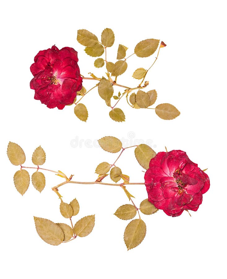Pressed Flower Background stock image. Image of flower - 6817617