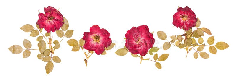 Pressed Flower Background stock image. Image of flower - 6817617